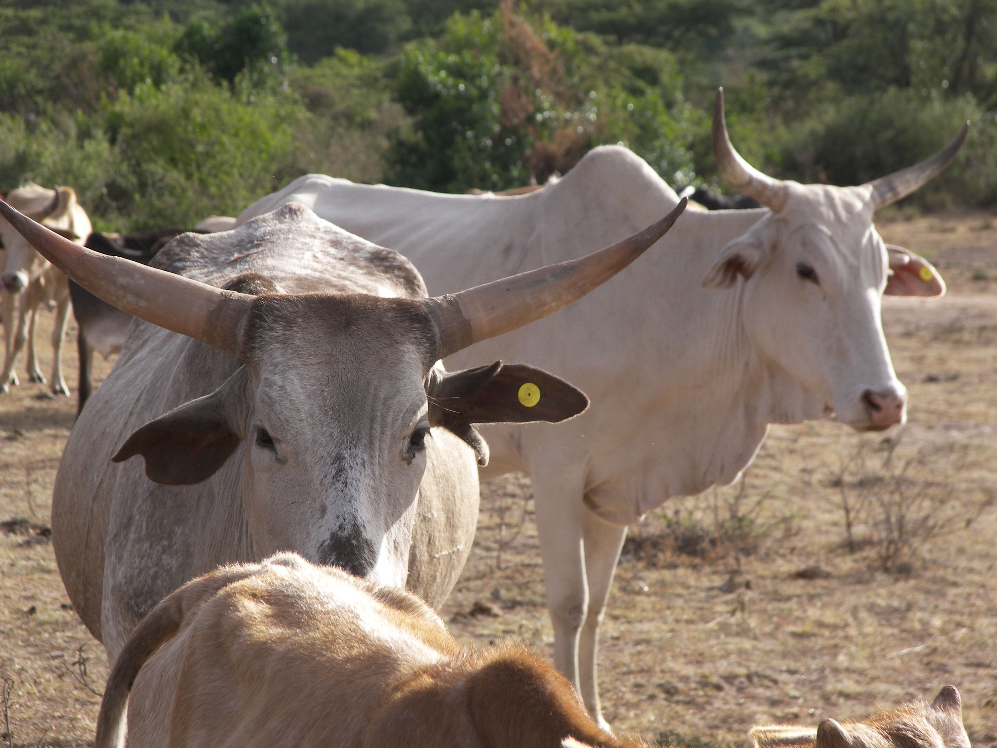 Home - PAN Livestock